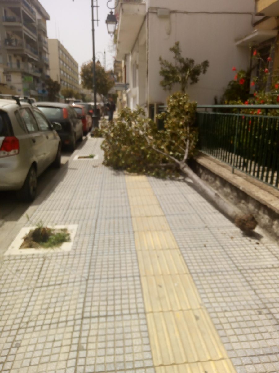 Πύργος - Η μοίρα των δέντρων και η απαξίωση της καθημερινότητας